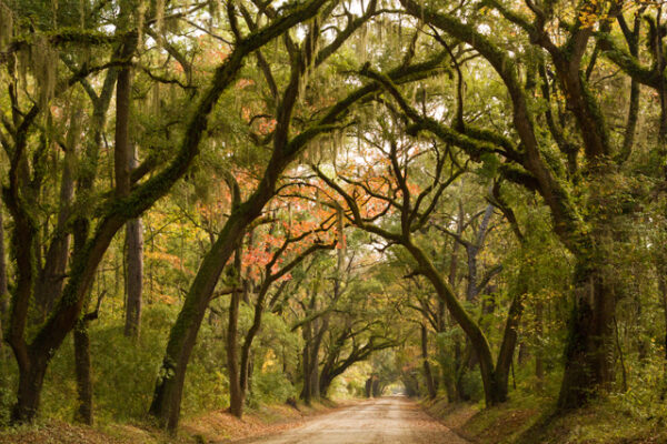 Botany Bay - Edisto Island, South Carolina