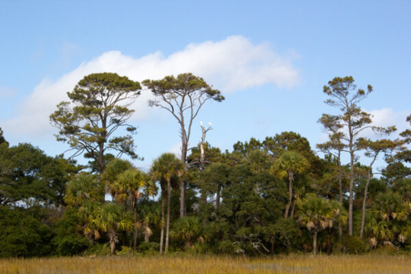 Botany Bay - Edisto Island, South Carolina