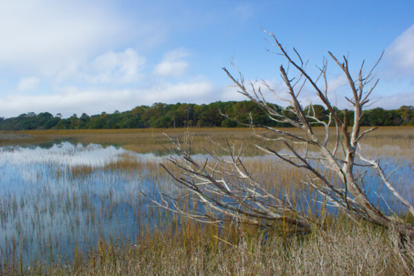 Botany Bay - Edisto Island, South Carolina